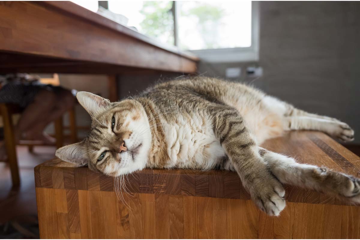 The truth about how long cats sleep — and why it makes perfect sense