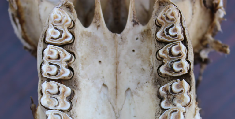 Ancient teeth unlock million-year-old secrets of where early humans evolved