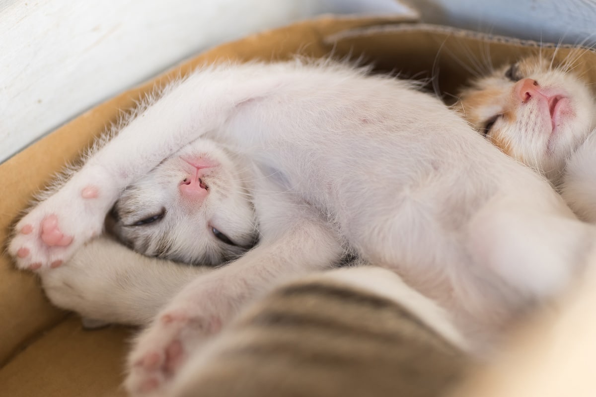 Do cats dream? The science behind it is surprisingly fascinating