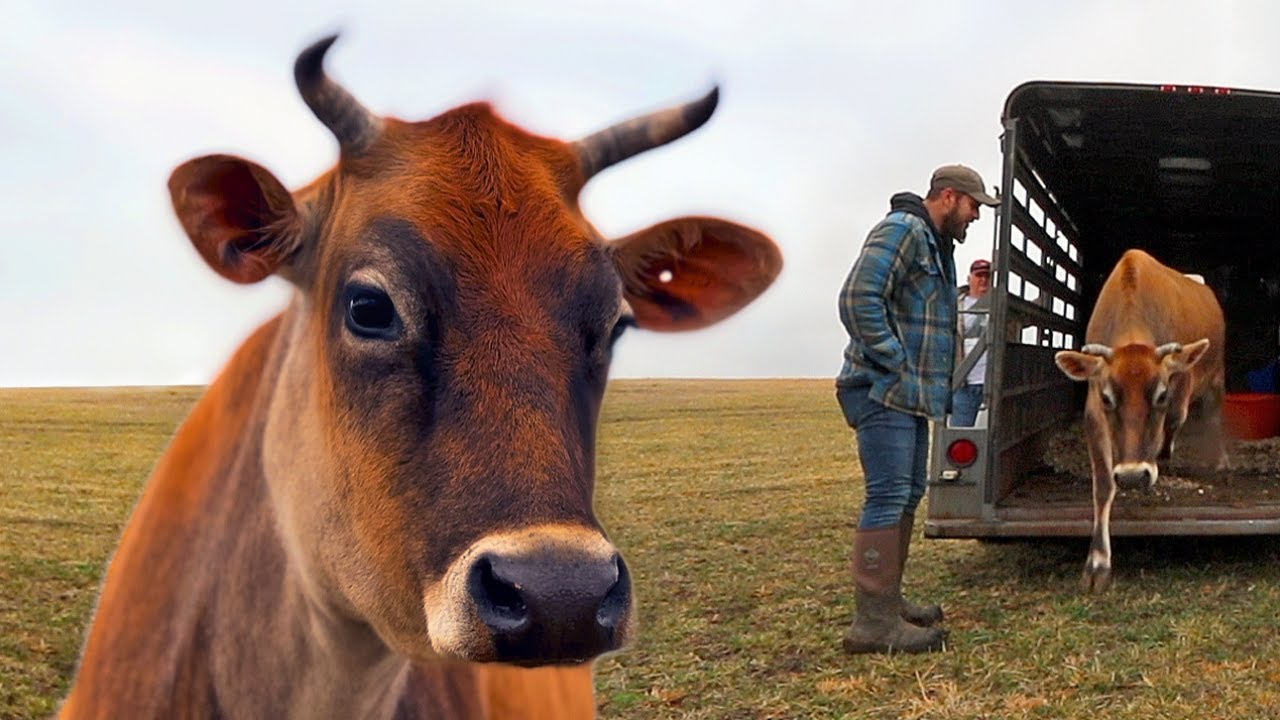 Dolly's return to the farm