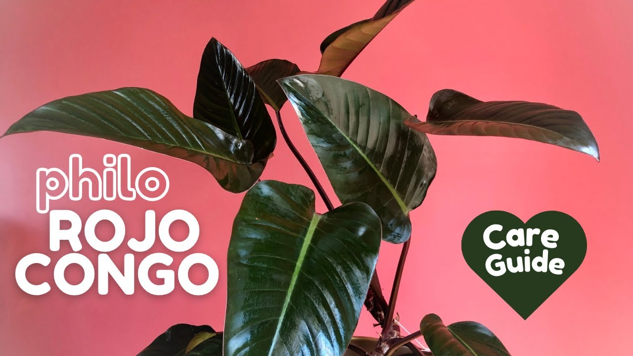 Philodendron rojo congo care: How to grow a healthy indoor red congo plant