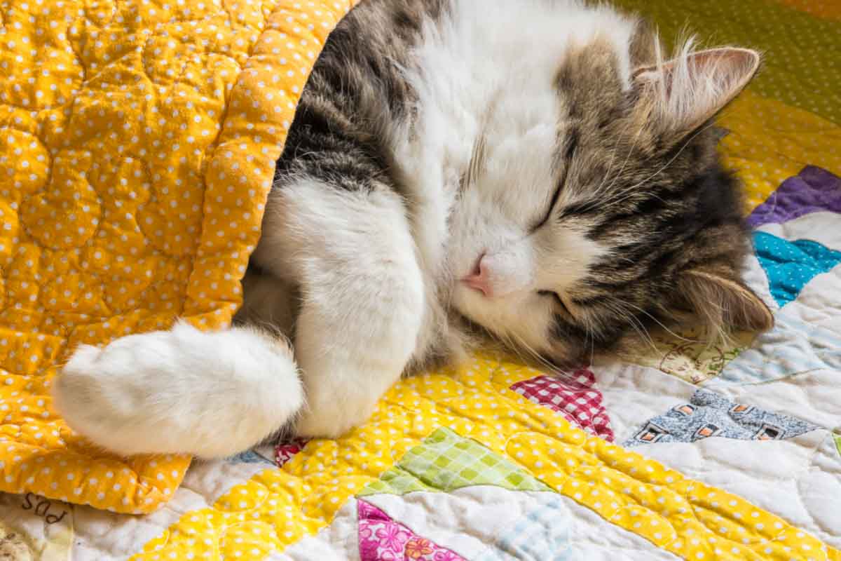 The truth about how long cats sleep — and why it makes perfect sense