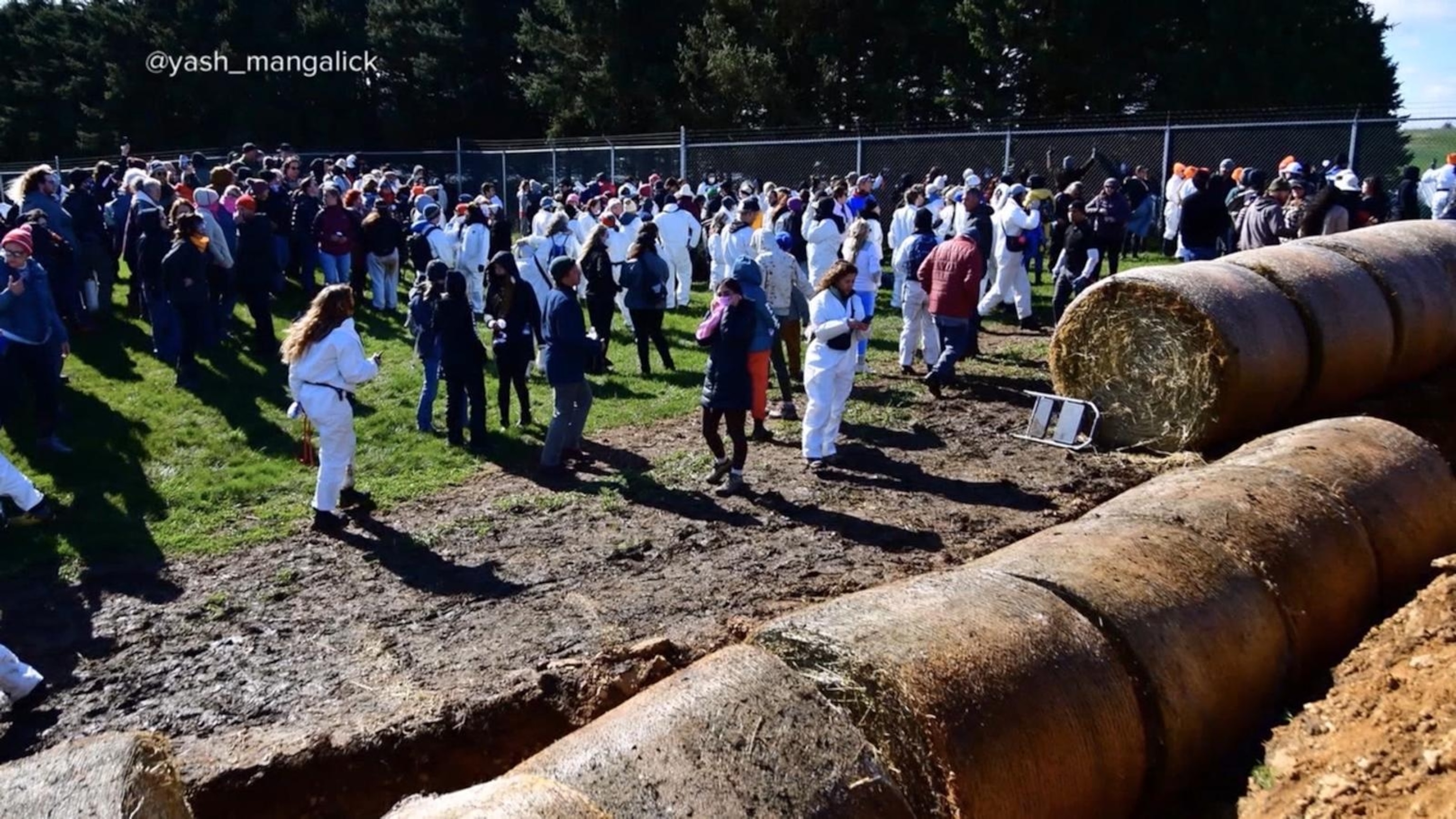Chaotic scene outside dog breeding and research site