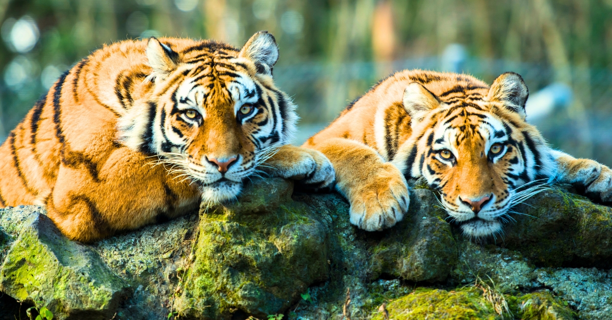 Which city is known as the tiger capital of the world?