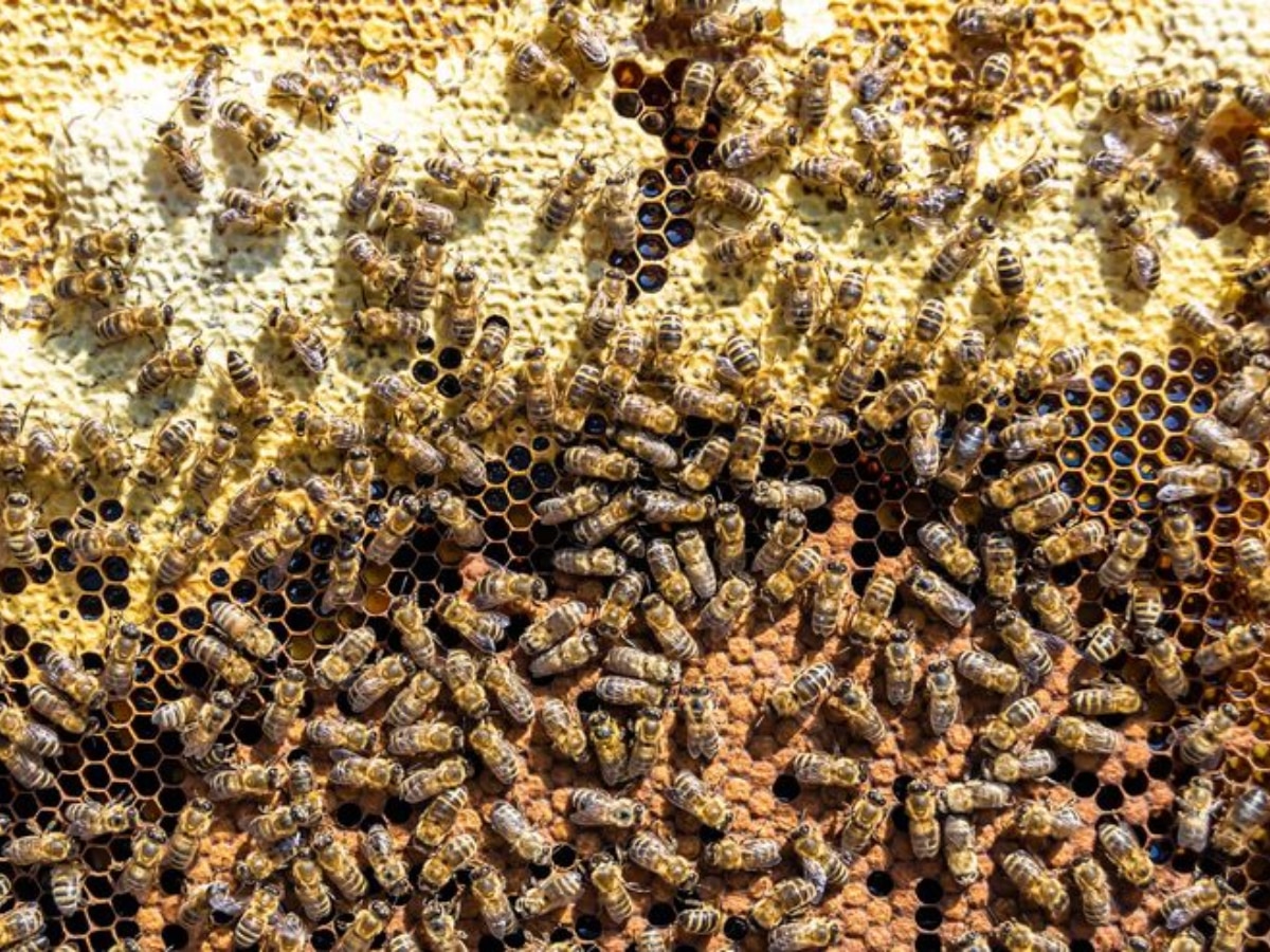 अचानक फटी धरती और बाहर आ गईं लाखों मधुमक्खियां! नजारा देख वैज्ञानिकों ...