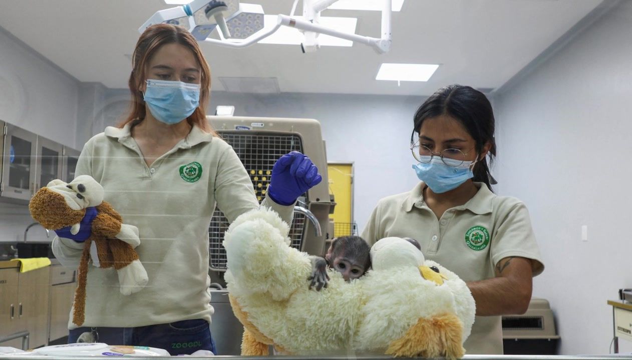 Baby monkey Yuji clings to a stuffed dog for comfort after separation ...