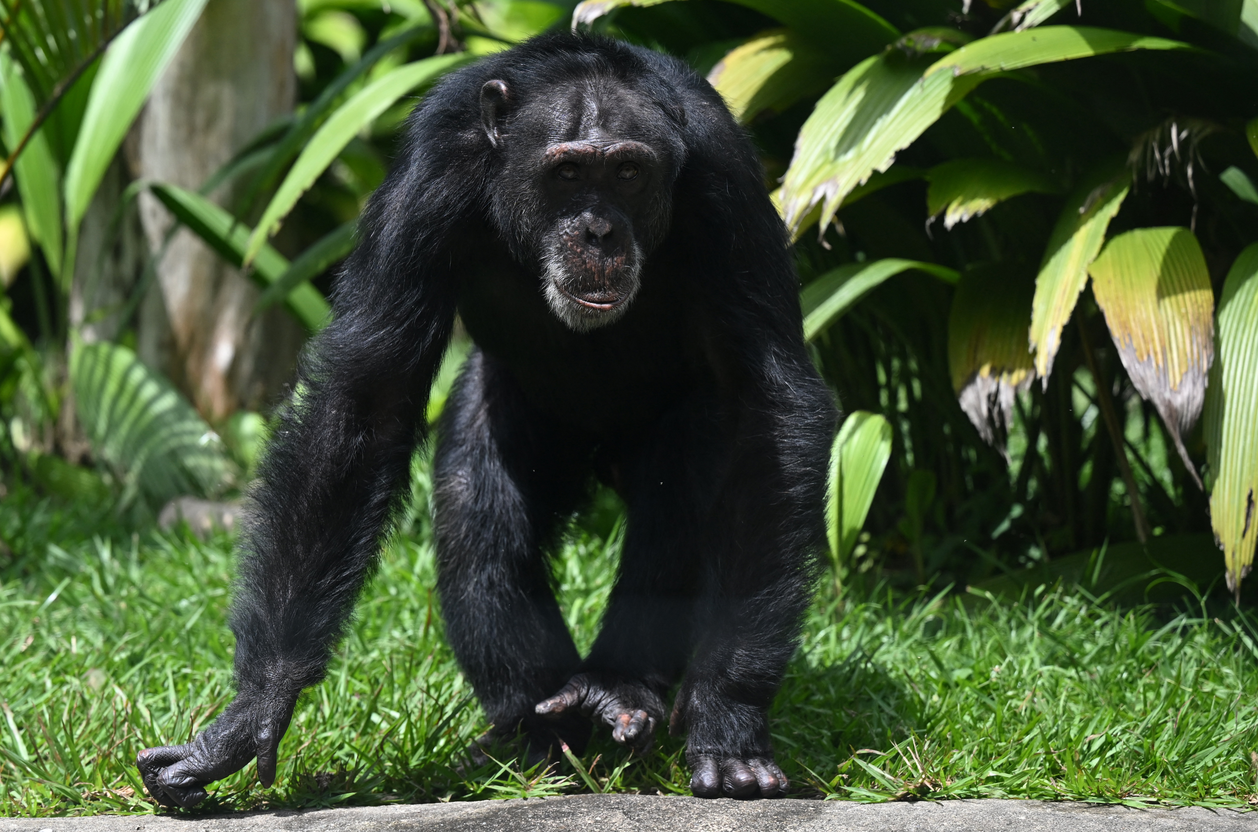 Crystals have captivated humans for 780,000 years — turns out chimps ...