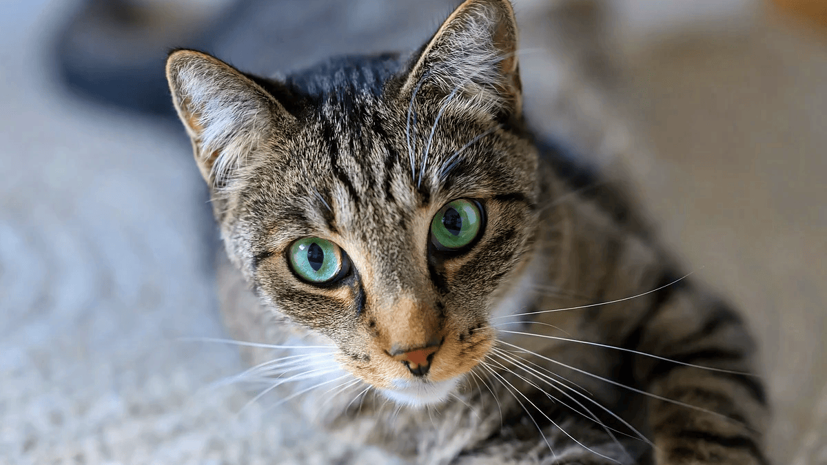 11 things cats never forget about their favorite human