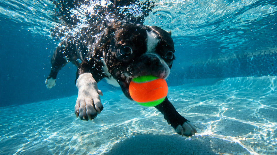 High speed camera shows dogs in slow motion