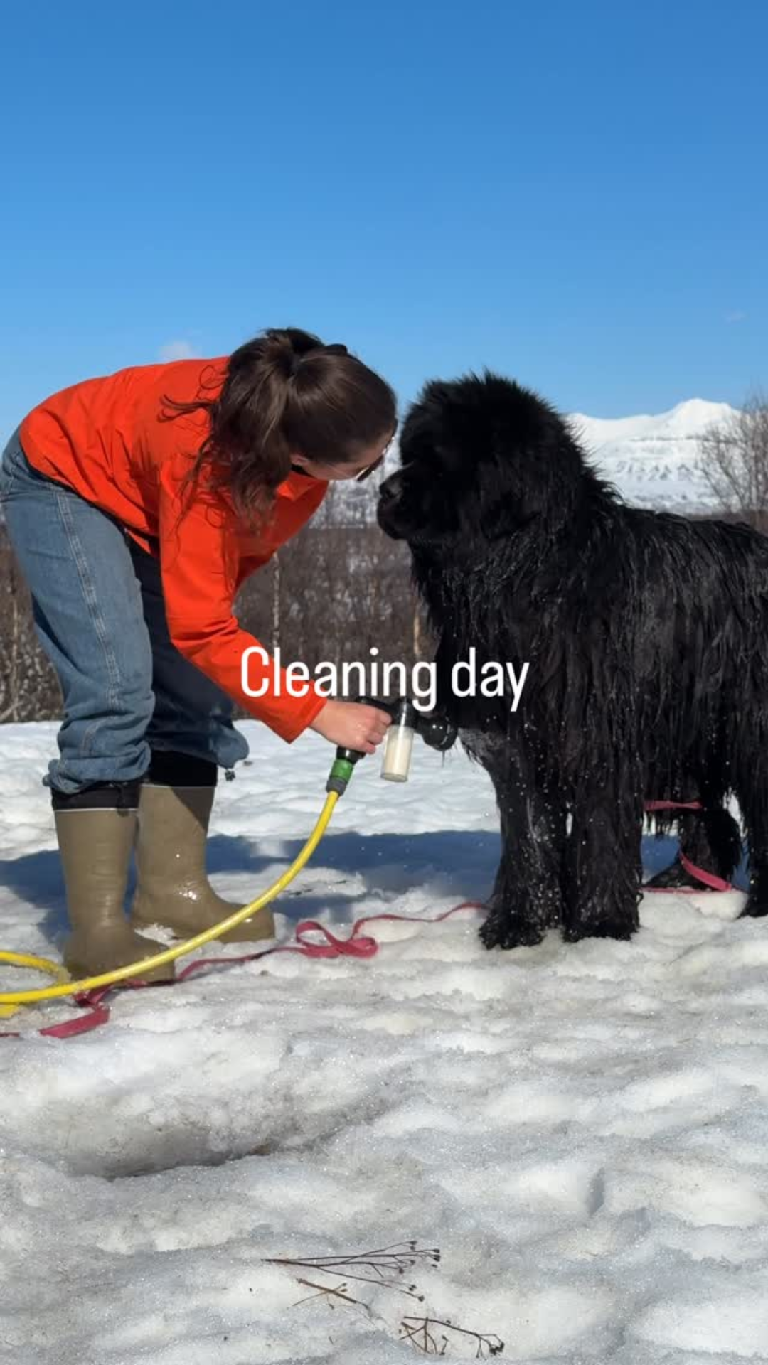 Dog owners cleaning day secrets for easier home maintenance