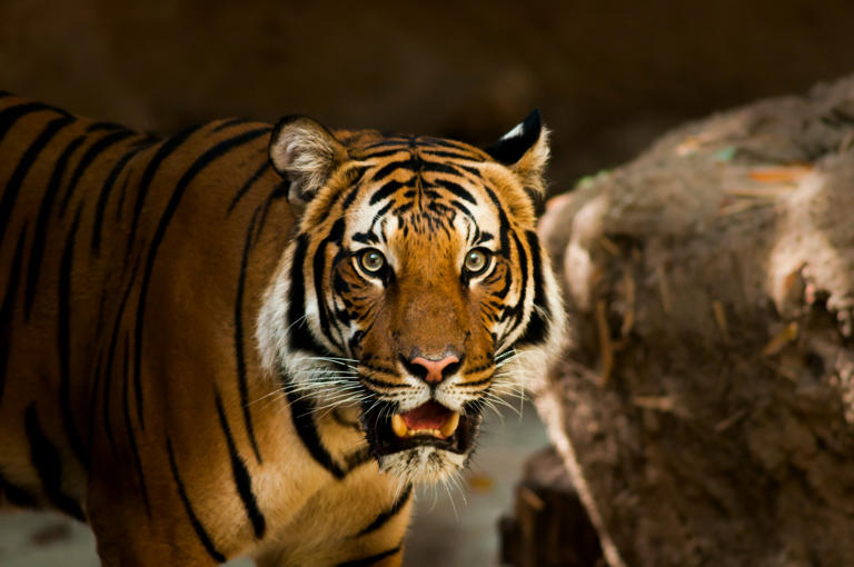 Which city is known as the tiger capital of the world?