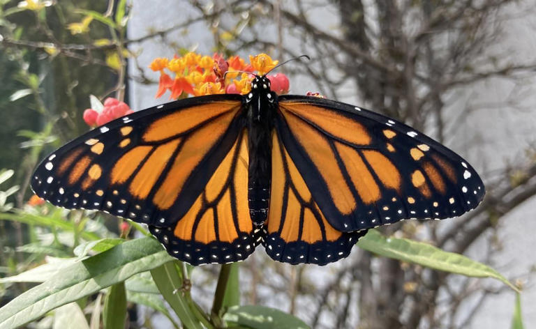 ¿Qué significa cuando una mariposa entra a tu hogar?; conoce las causas ...