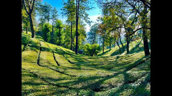 Himachal: With rain boost, tea planters eye good yield