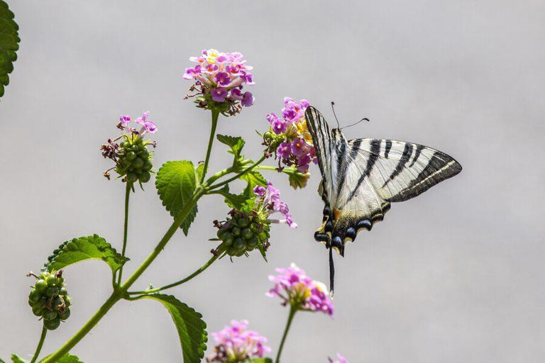 ¿Qué significa cuando una mariposa entra a tu hogar?; conoce las causas ...