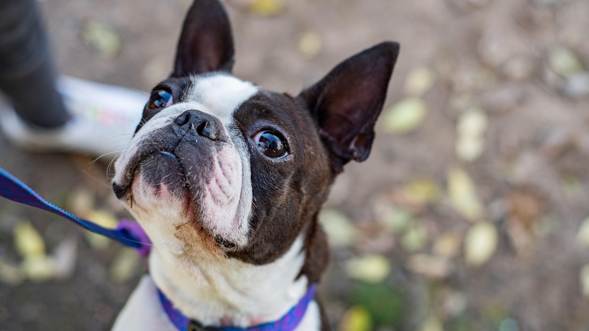 10 personality traits dogs love in humans