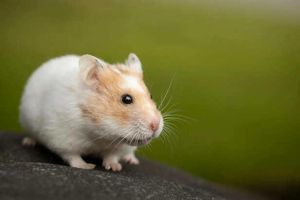 7 things your hamster does that you should never ignore