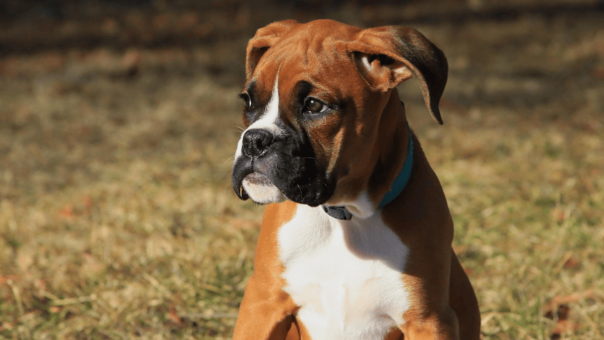 According to veterinarians, these are the 10 most affectionate dog breeds