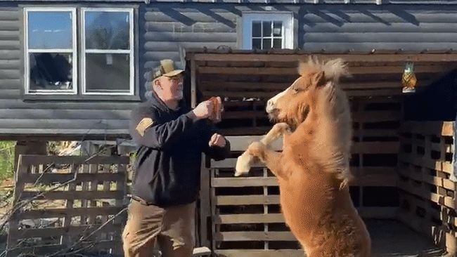Put 'em up: This is one pony that loves horsing around