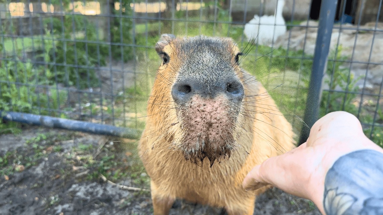Just hangin with my capybaras