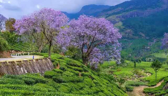 10 great places to explore in Munnar