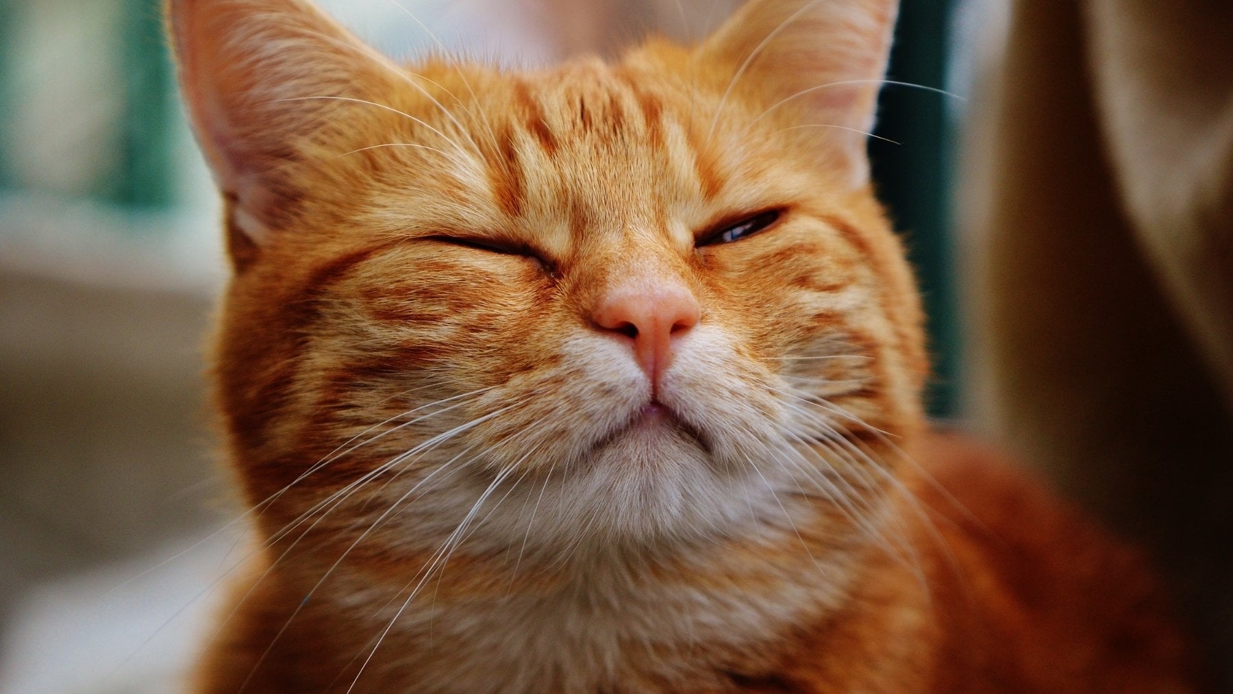 Los gatos naranjas son diferentes de alguna manera y los investigadores ...