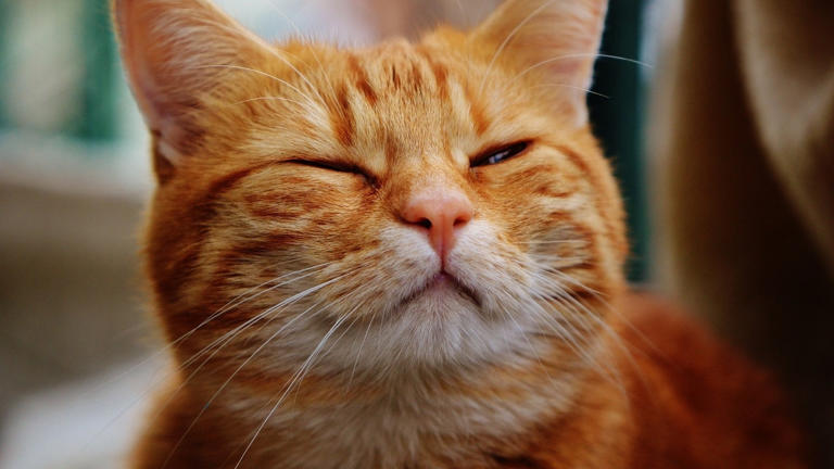Los gatos naranjas son diferentes de alguna manera y los investigadores ...