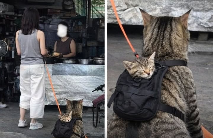 Passeggiata in città con il gatto al guinzaglio, ma nello zainetto c’è ...
