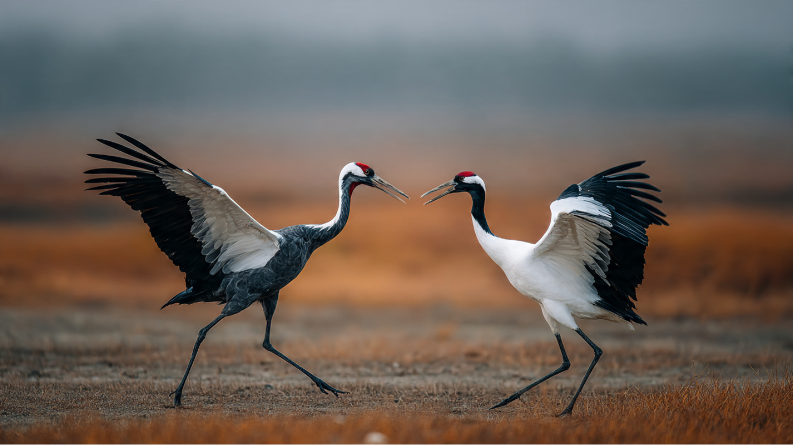 How to tell the difference between cranes and storks
