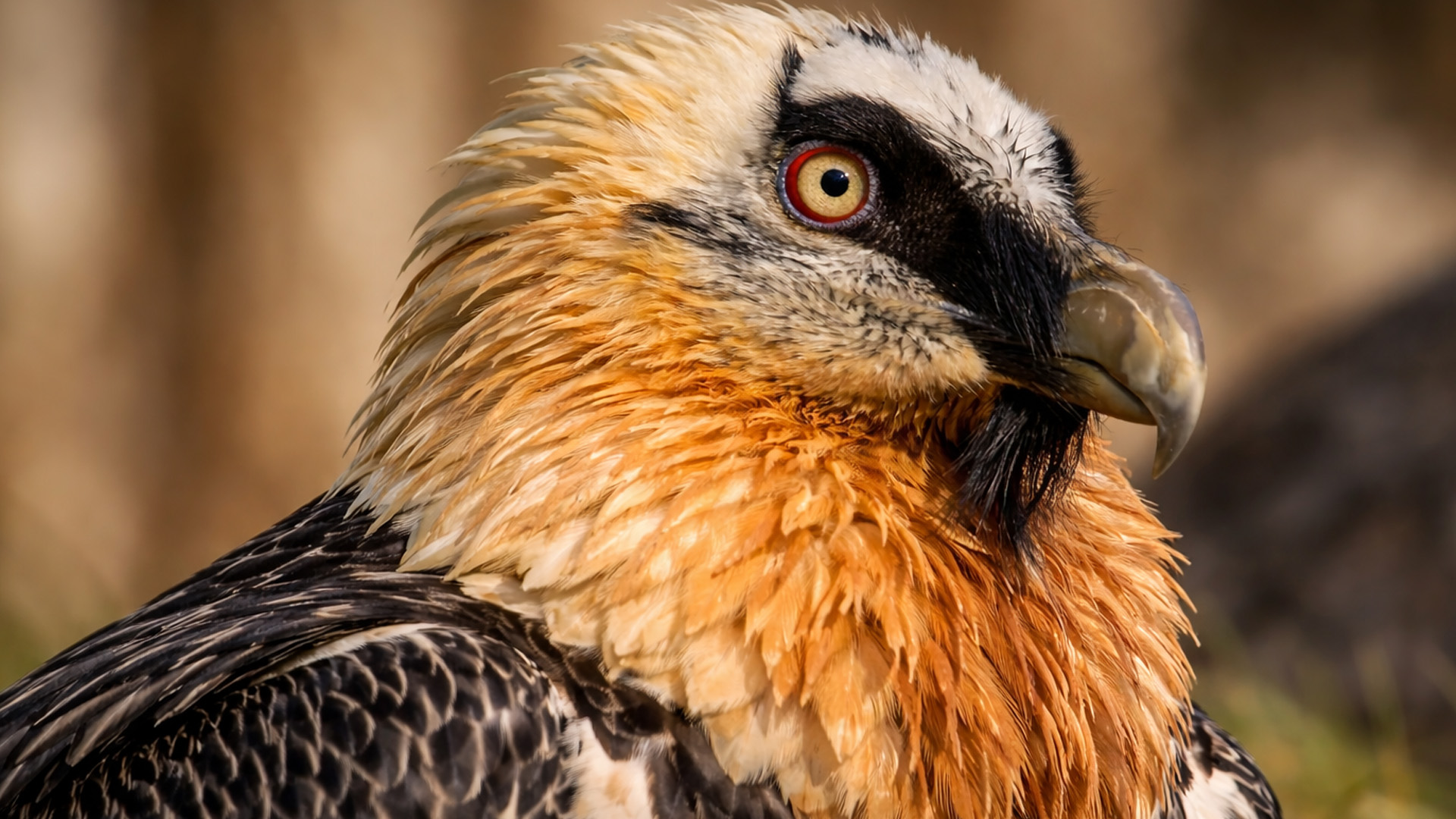 Camera trap reveals the true power in this bird’s eyes