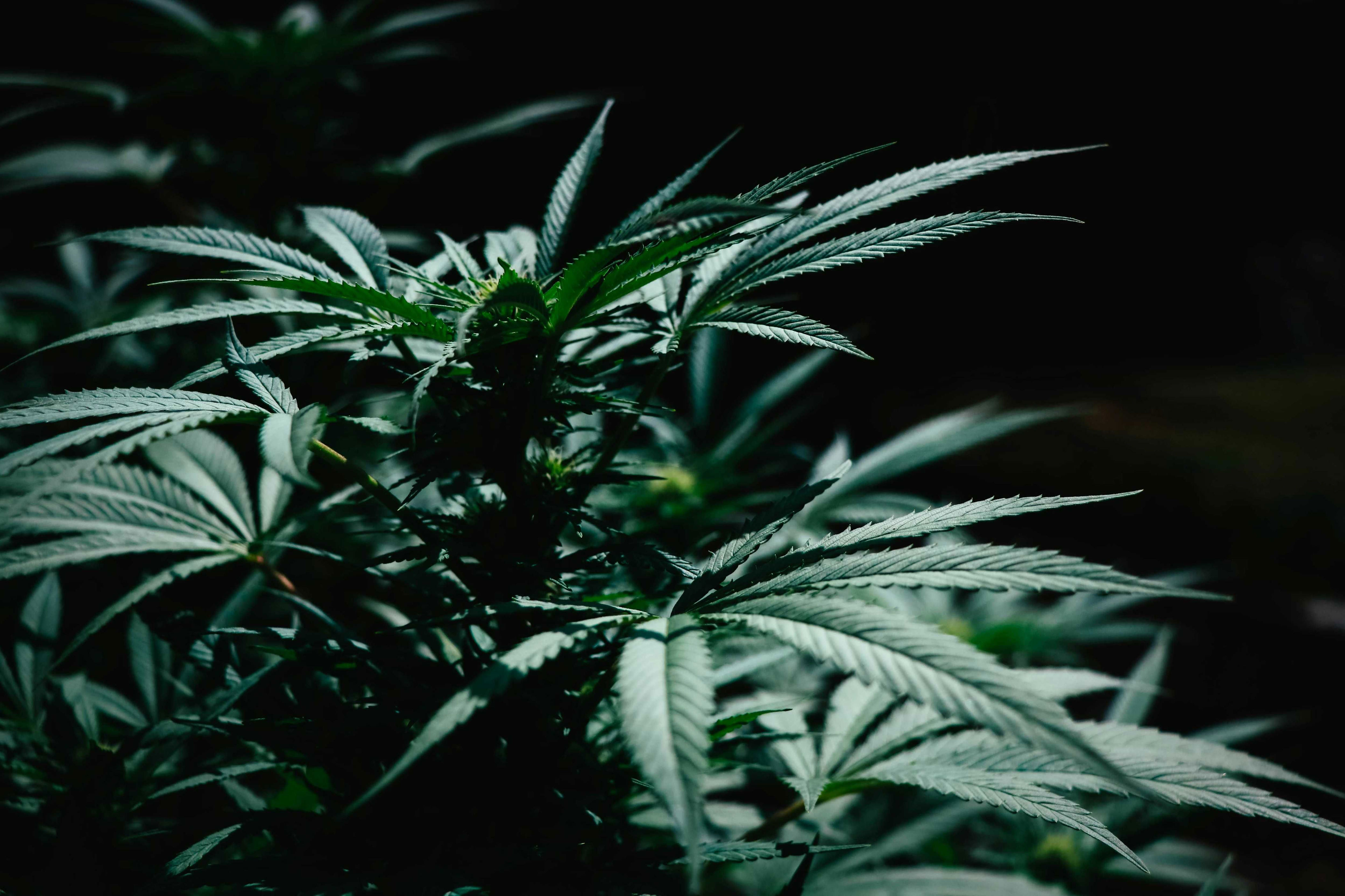 What does 4/20 mean and why do people celebrate it?