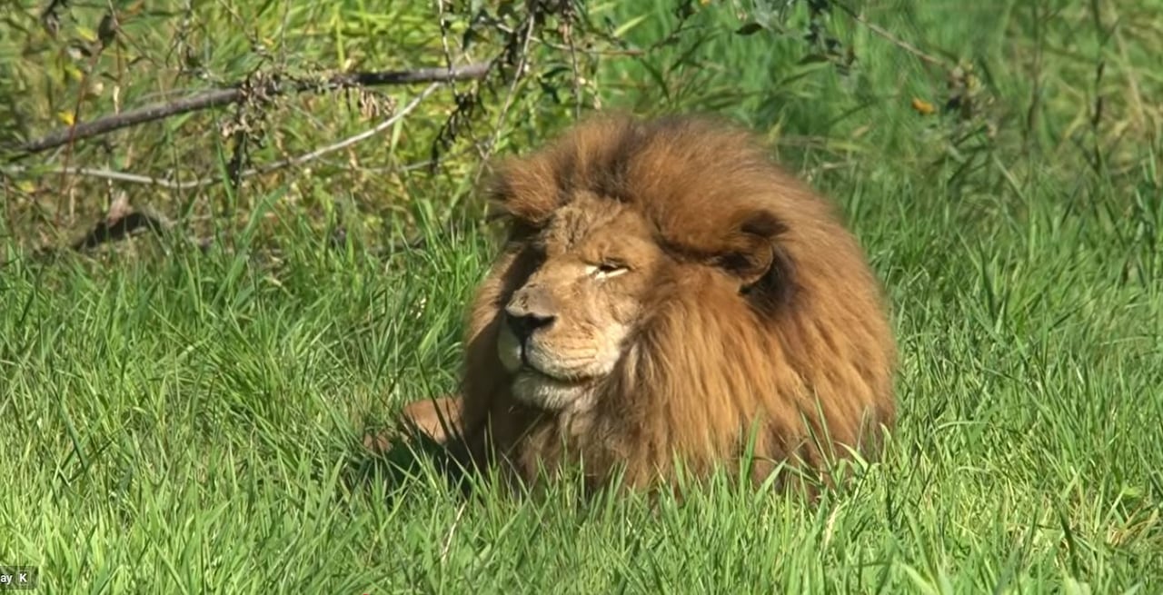 Boomer, the African lion who escaped nearly 20 years ago, dies at BC zoo