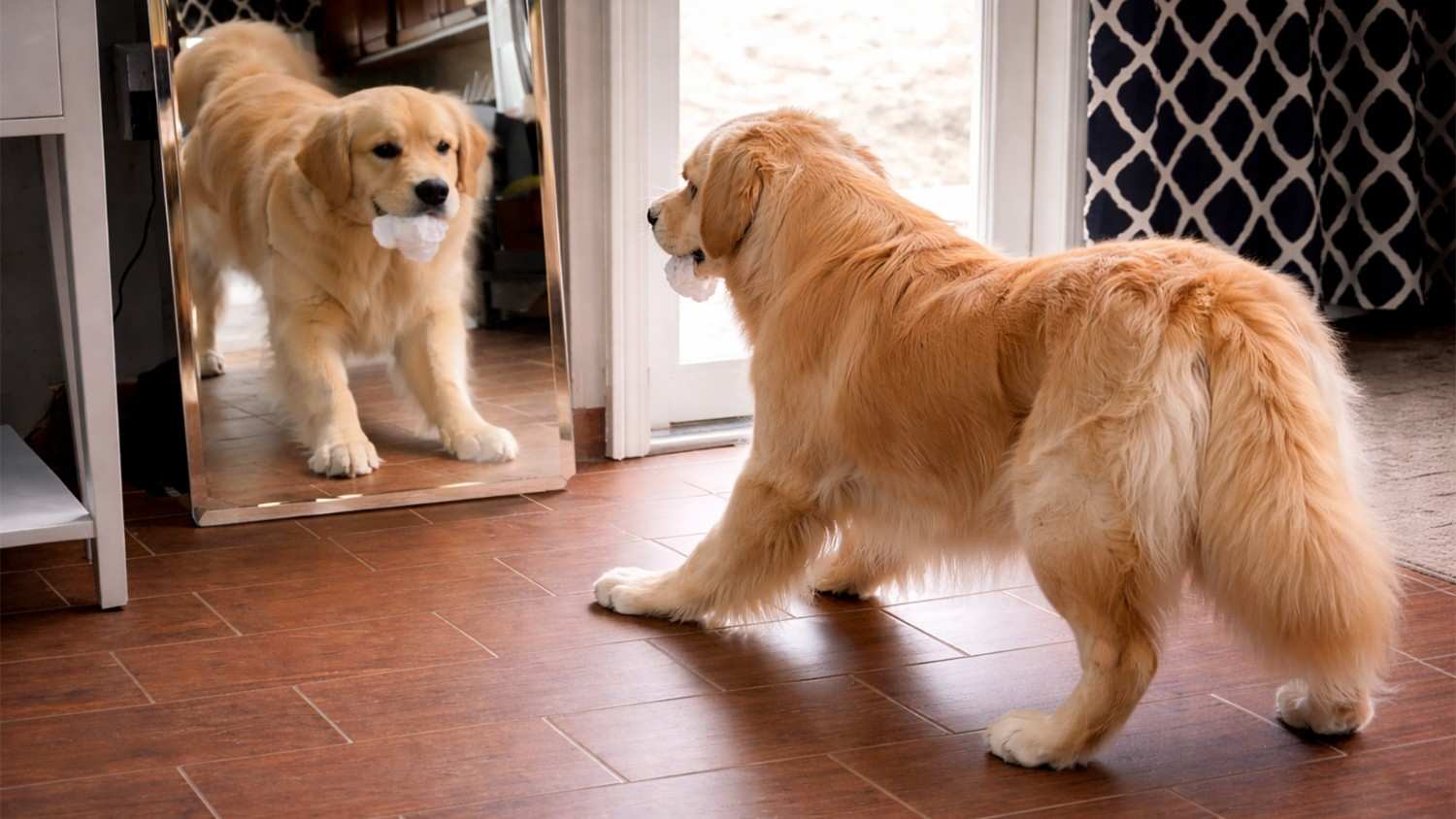 My dog thinks there is another dog