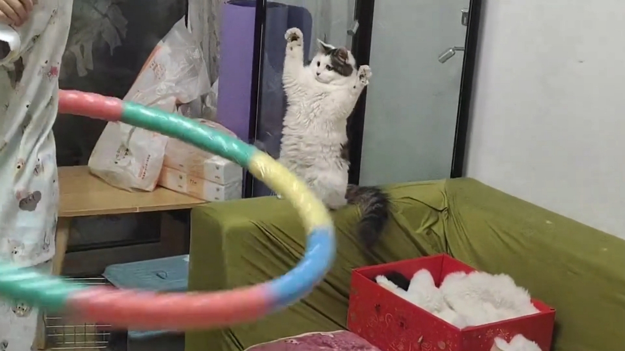 Playful cat tries to catch spinning hula hoop in Guizhou, China