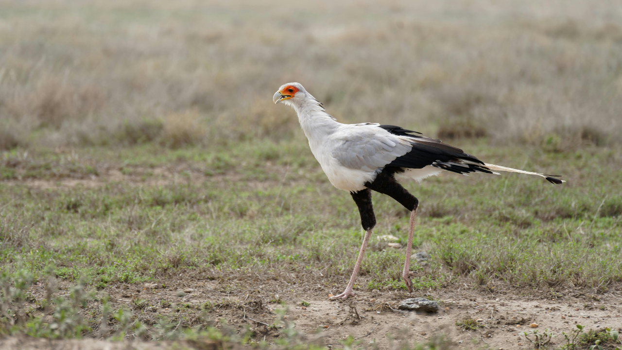 Meet the 'secretary bird': The fearless predator that kills cobras with ...
