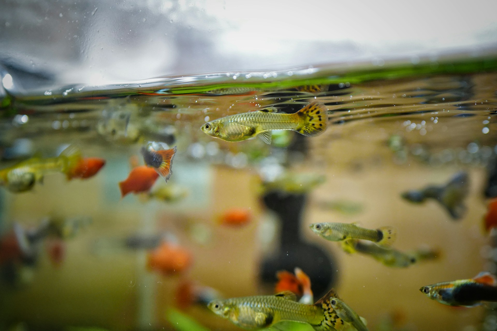In tegenstelling tot wat je zou verwachten: vrouwelijke guppy's geven ...