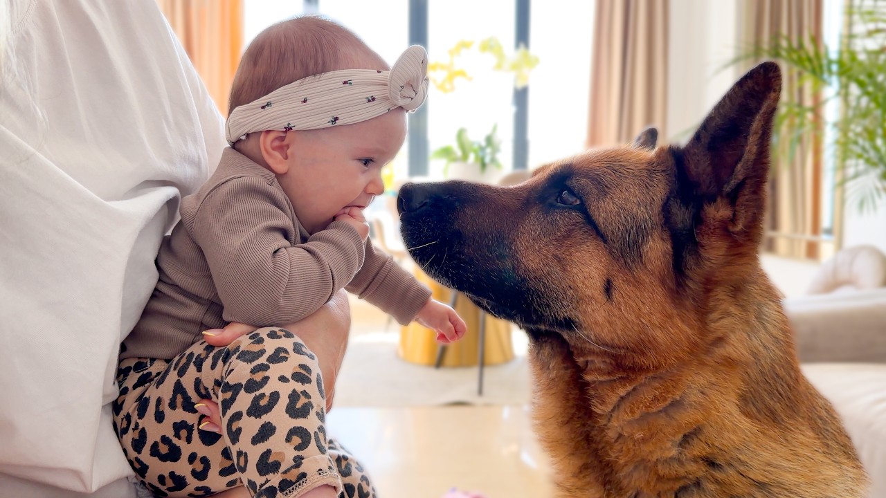 Deze Baby Reactie op Haar Duitse Herder Smelt Harten