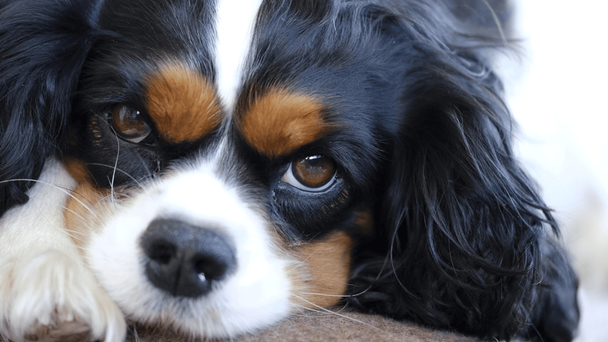 According to veterinarians, these are the 10 most affectionate dog breeds