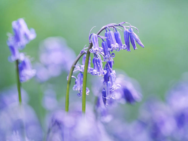 Monty Don warns you should 'never intentionally pick' bluebells – and ...