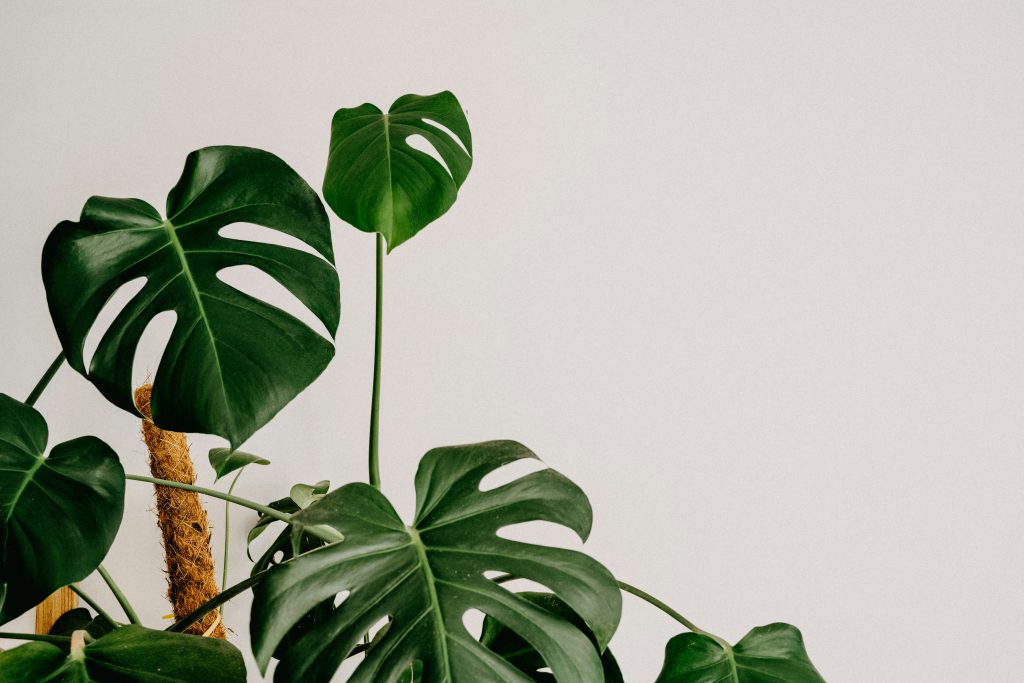 Plant stylists say these 13 large-leaf houseplants add drama without ...