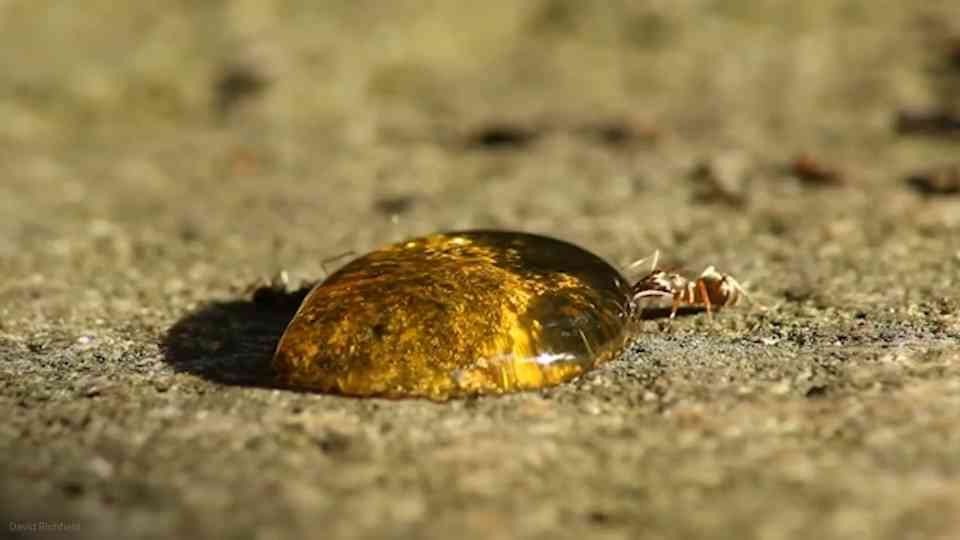 A lifeform where millions act as one is raising serious questions