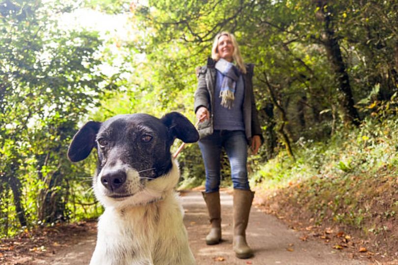 New dog walking rule from May 1 with UK households at risk of £1,000 fine