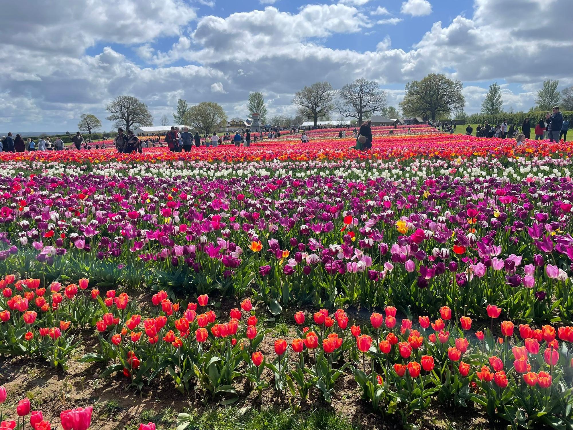 In pictures: Step into spring at Tulleys Tulip Garden near Warwick ...