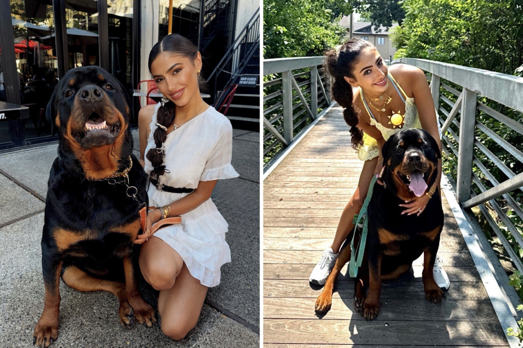 Moment Rottweiler fighting cancer reunites with bestie after leg amputation
