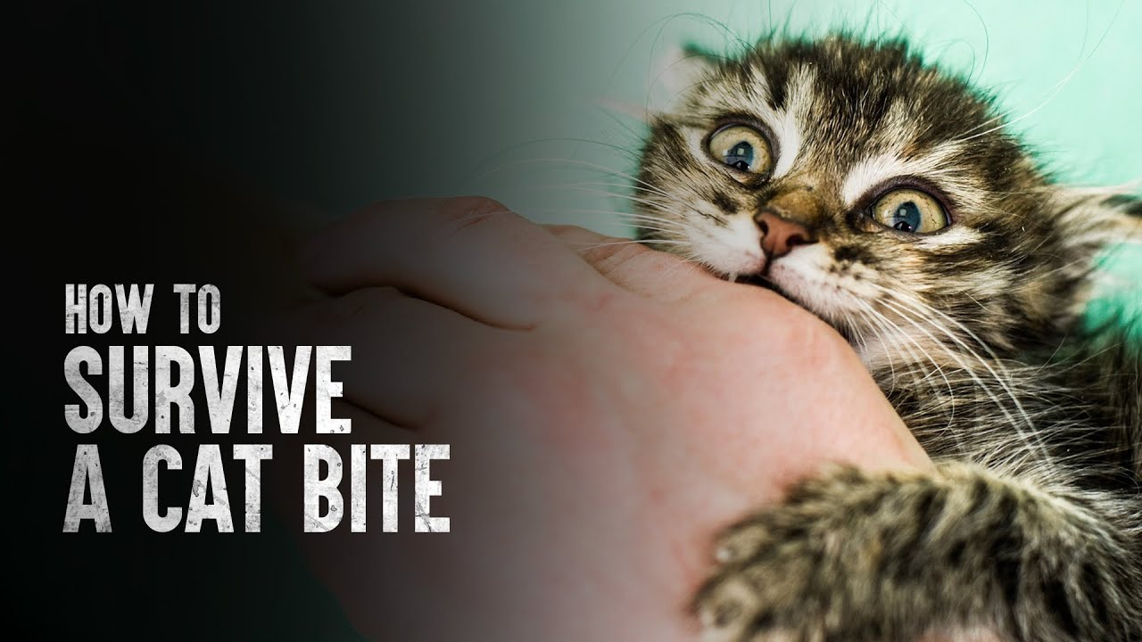 Learn the simple medical steps to survive a cat bite