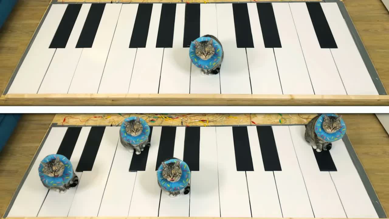 My cat tried playing a piano made for paws