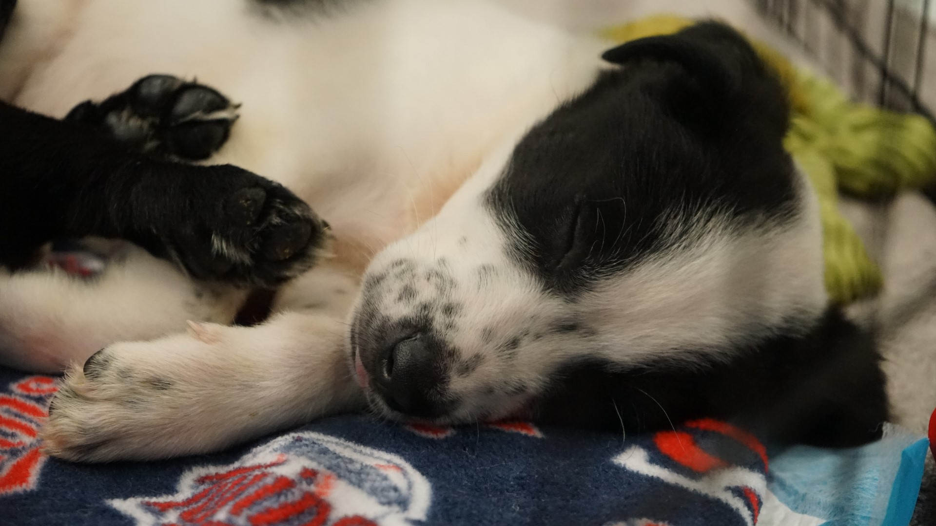 More than 100 dogs adopted, fostered from Austin Animal Services over ...