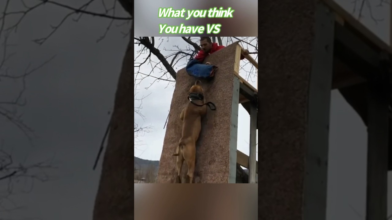 The dog you have versus the dog you imagine