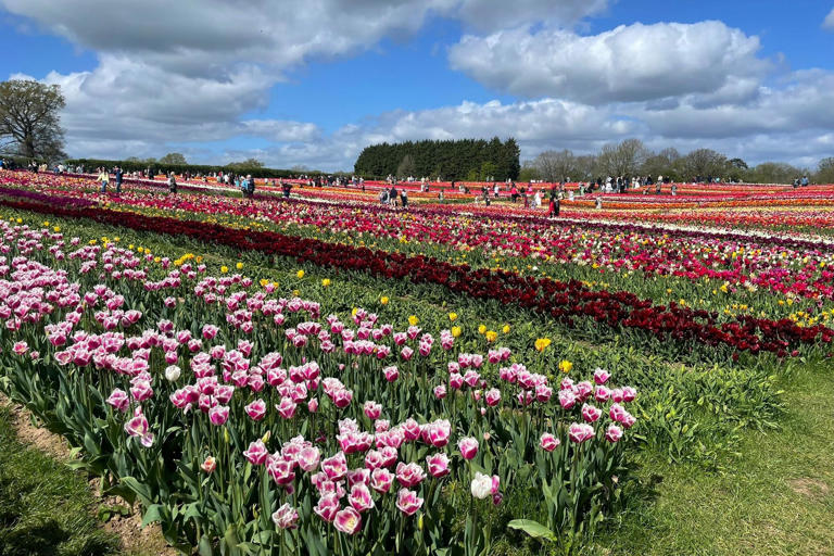 In pictures: Step into spring at Tulleys Tulip Garden near Warwick ...