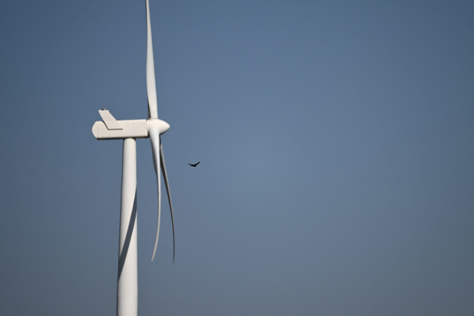 Wind energy and birds: Two studies put the risk into perspective