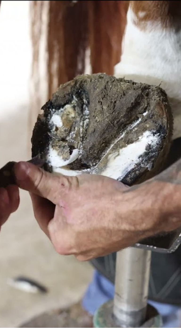 Real farrier work close up